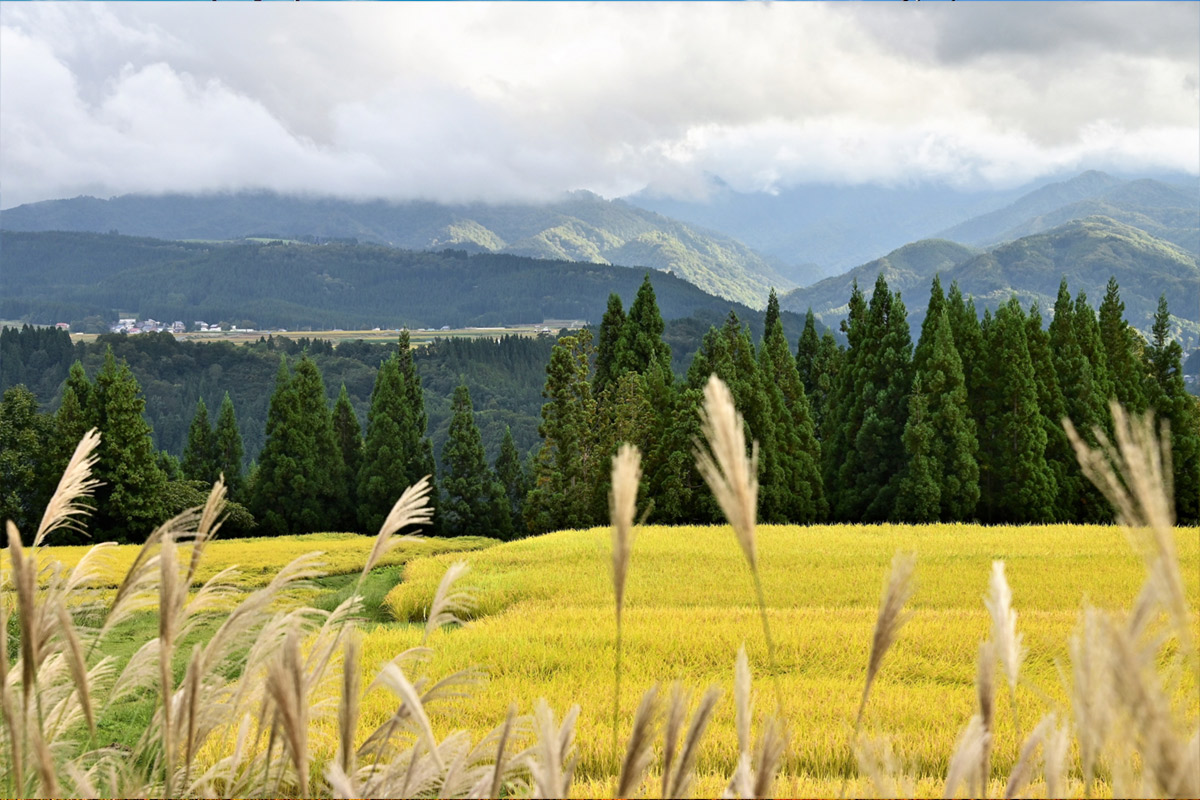 Introduction to the four seasons and flowers of Japan