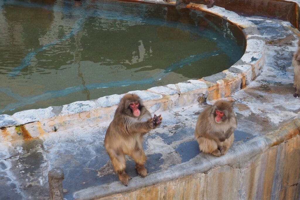 Animals in a hot spring. Winter in Japan | Kodawari Times