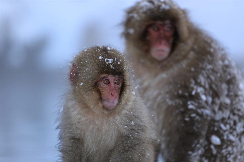 Animals in a hot spring. Winter in Japan | Kodawari Times