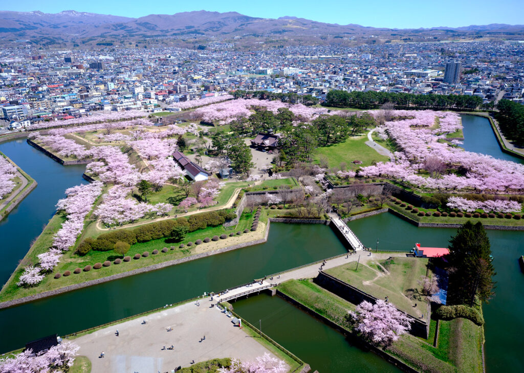 What is hanami? Introducing Japanese Culture
