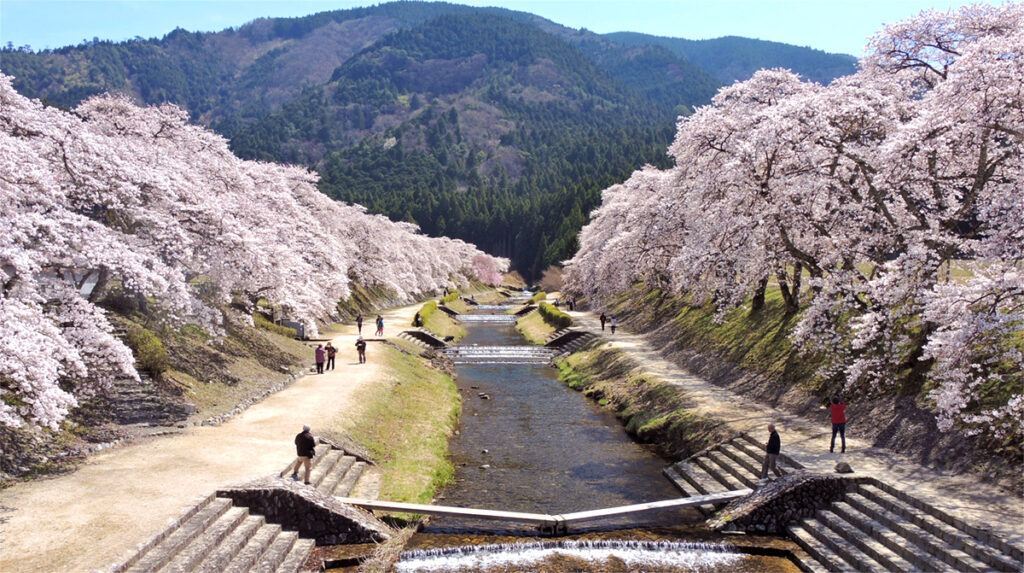 5 Best places to see Cherry blossoms in Japan