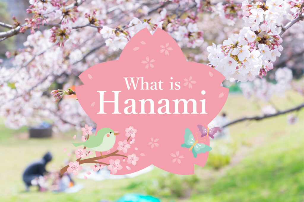 What is hanami? Introducing Japanese Culture