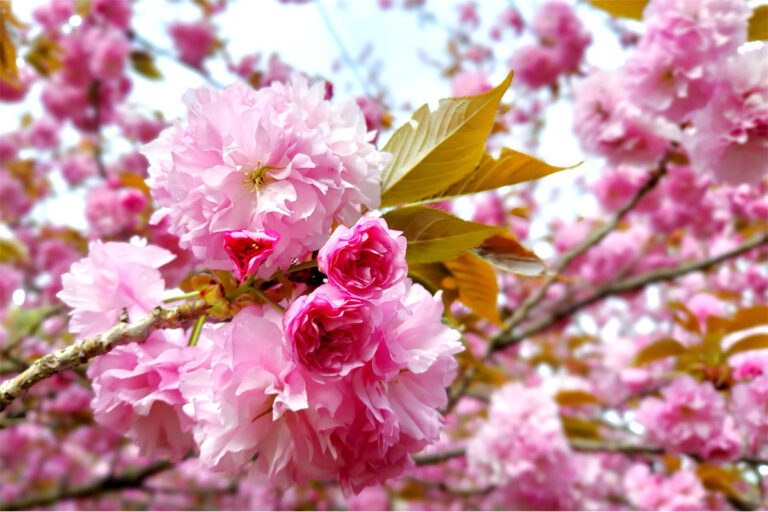 "Yaezakura" that can be seen in late April.