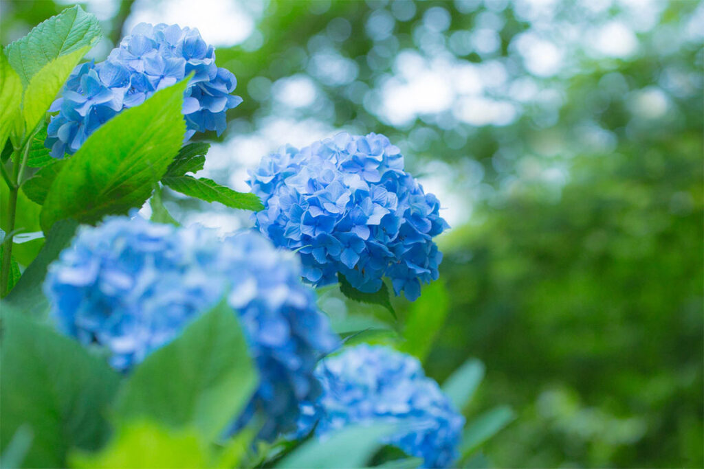 3 Ajisai-dera(Hydrangea Temples)in Japan | Kodawari Times