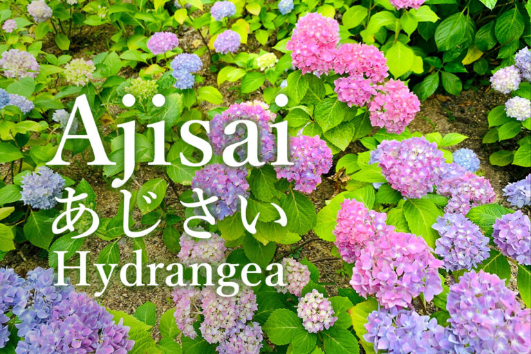 3 Ajisai-dera(Hydrangea Temples)in Japan | Kodawari Times