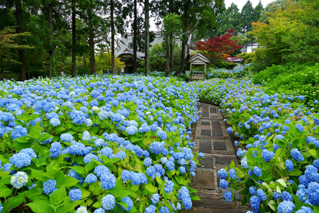 Which flowers do you like? 5 Japanese Flower Sceneries in June