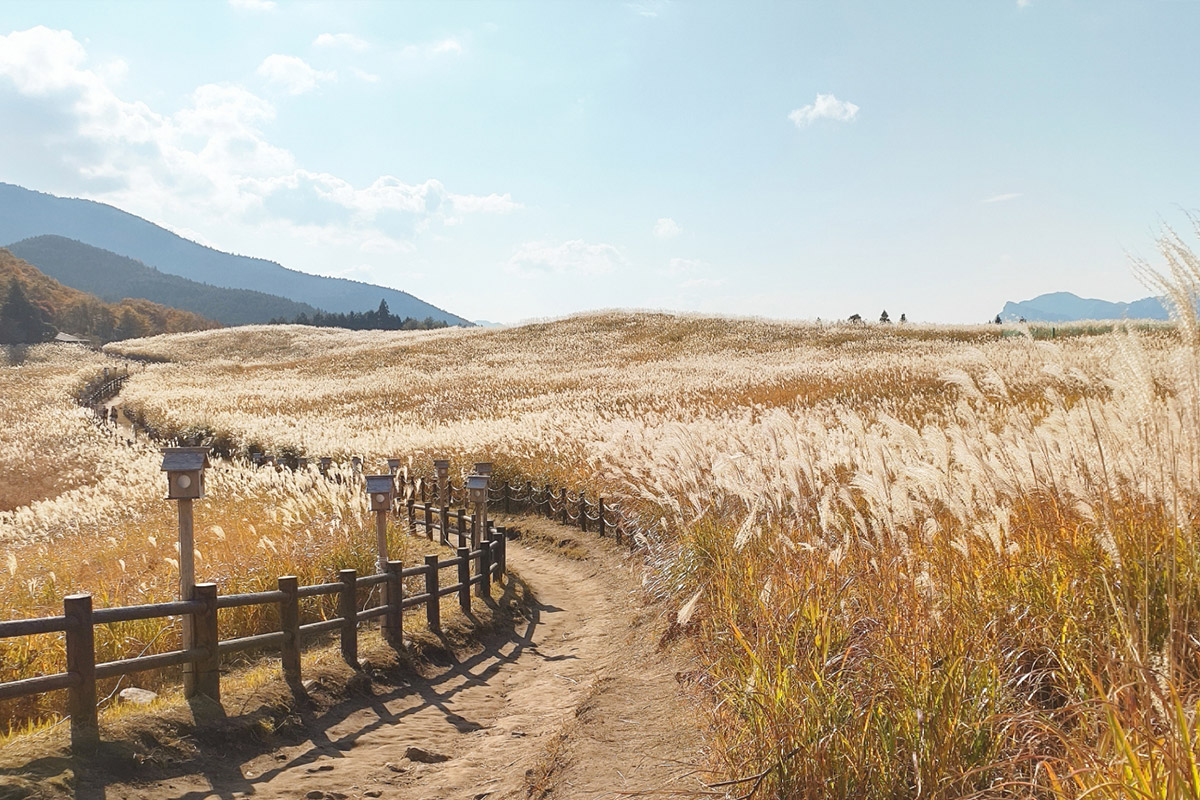 Soni Kogen Beer, a rich craft beer nurtured by nature