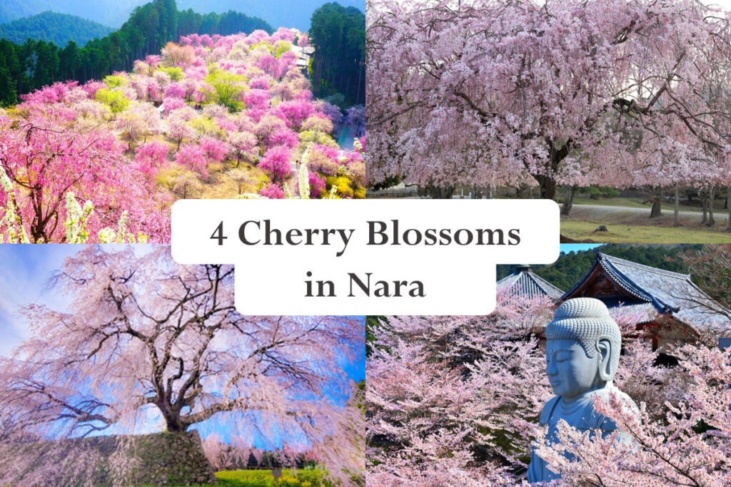 Cherry Blossoms in Nara - 4 Recommended Spots