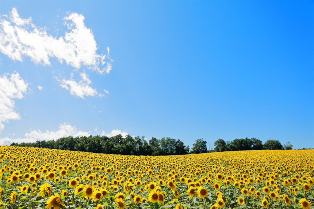 5 Sunflower Landscapes in Japan
