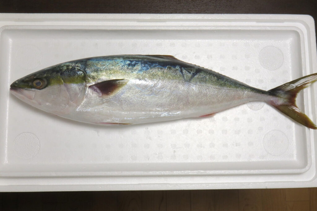 5 Japanese fish in season in winter